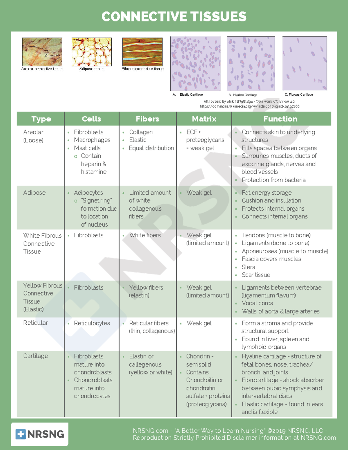 Cs-ap-002-connective tissues - CONNECTIVE TISSUES NRSNG - “A Better Way to Learn Nursing” ©2019 ...