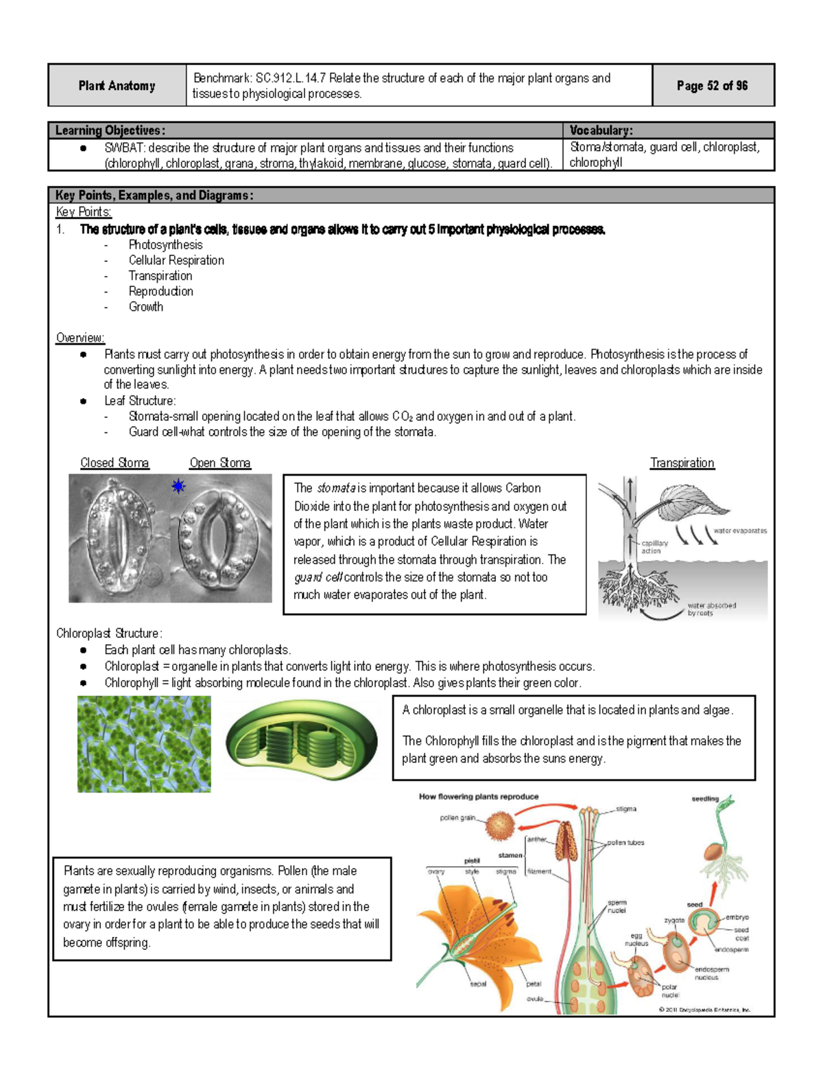 File - Wok - Plant Anatomy Benchmark: SC.912.L.14 Relate the structure ...