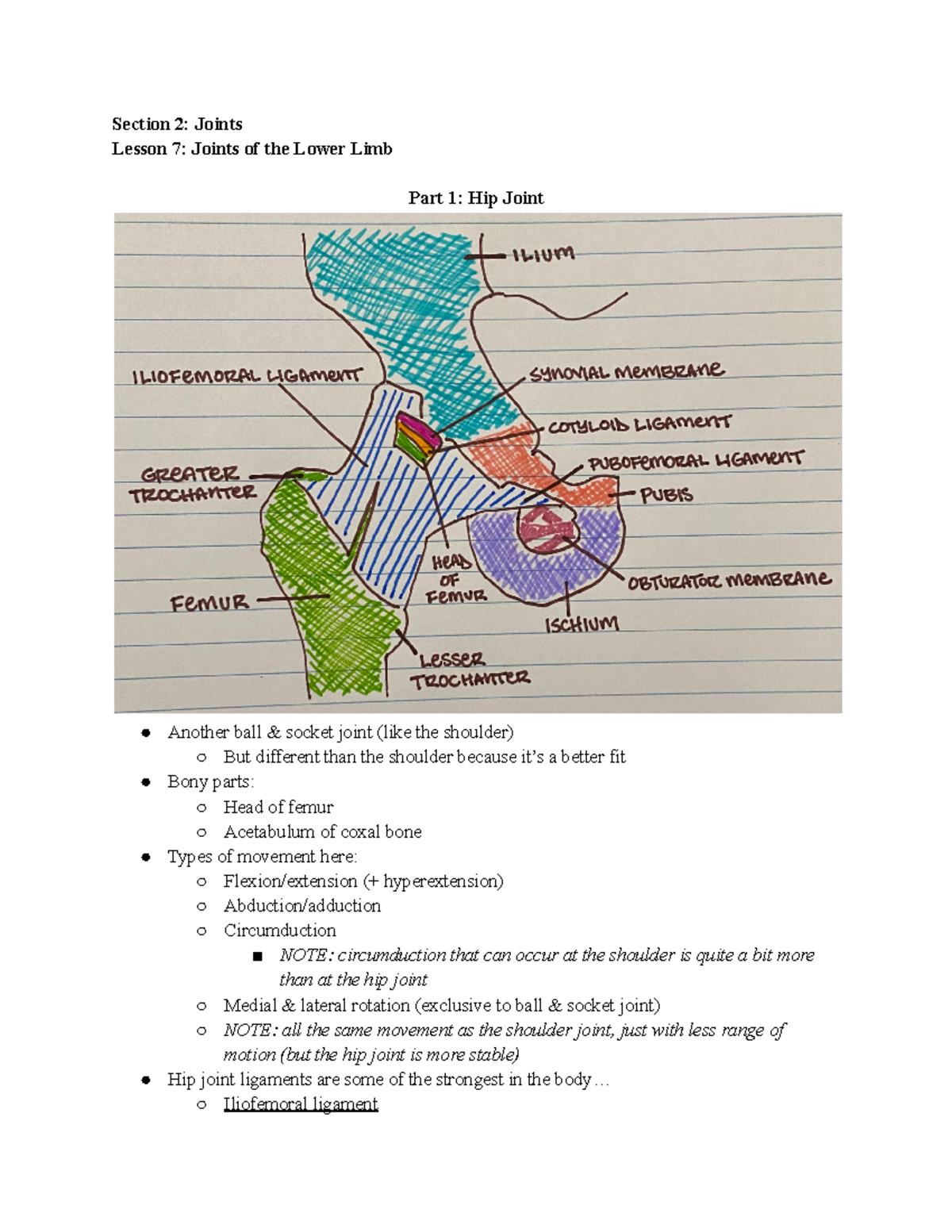13- Joints of the Lower Limb - Section 2: Joints Lesson 7: Joints of ...