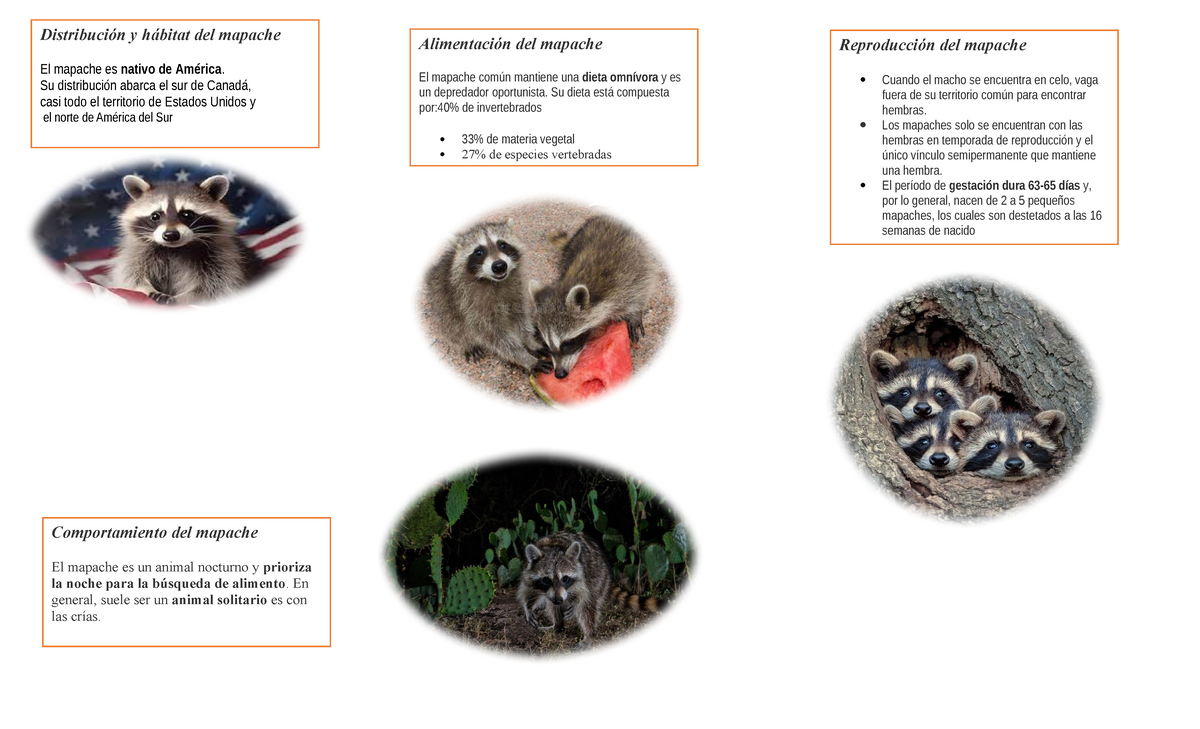 Mapache - Distribución y hábitat del mapache El mapache es nativo de ...