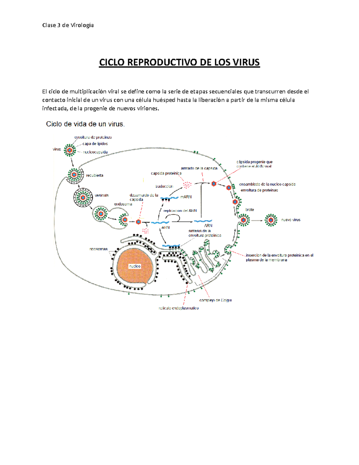 Clase 3 de Virología - mnnnnn - CICLO REPRODUCTIVO DE LOS VIRUS El ...