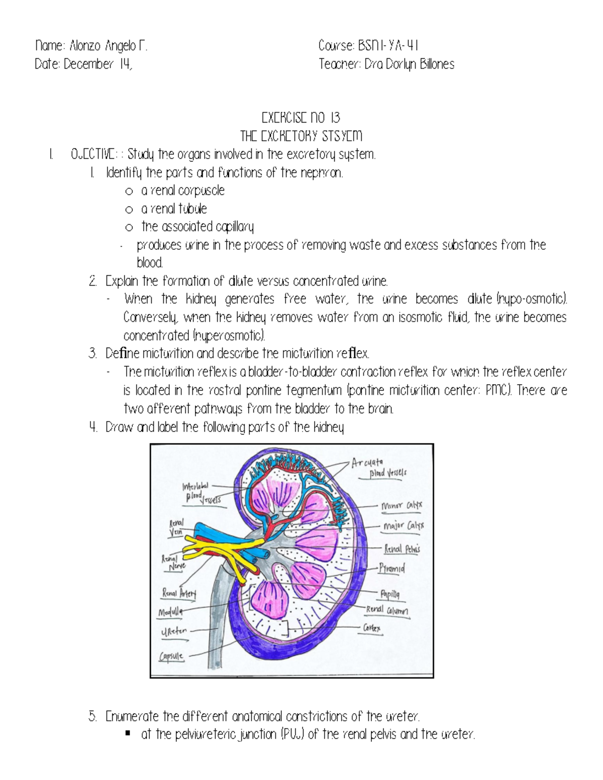 WEEK 14 Laboratory Exercise The Urinary System - Name: Alonzo Angelo F ...