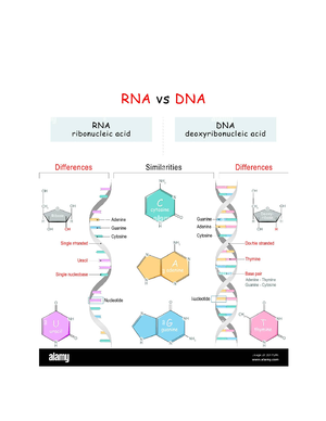 Dna rna 2 - Summary Medical Technology - Studocu