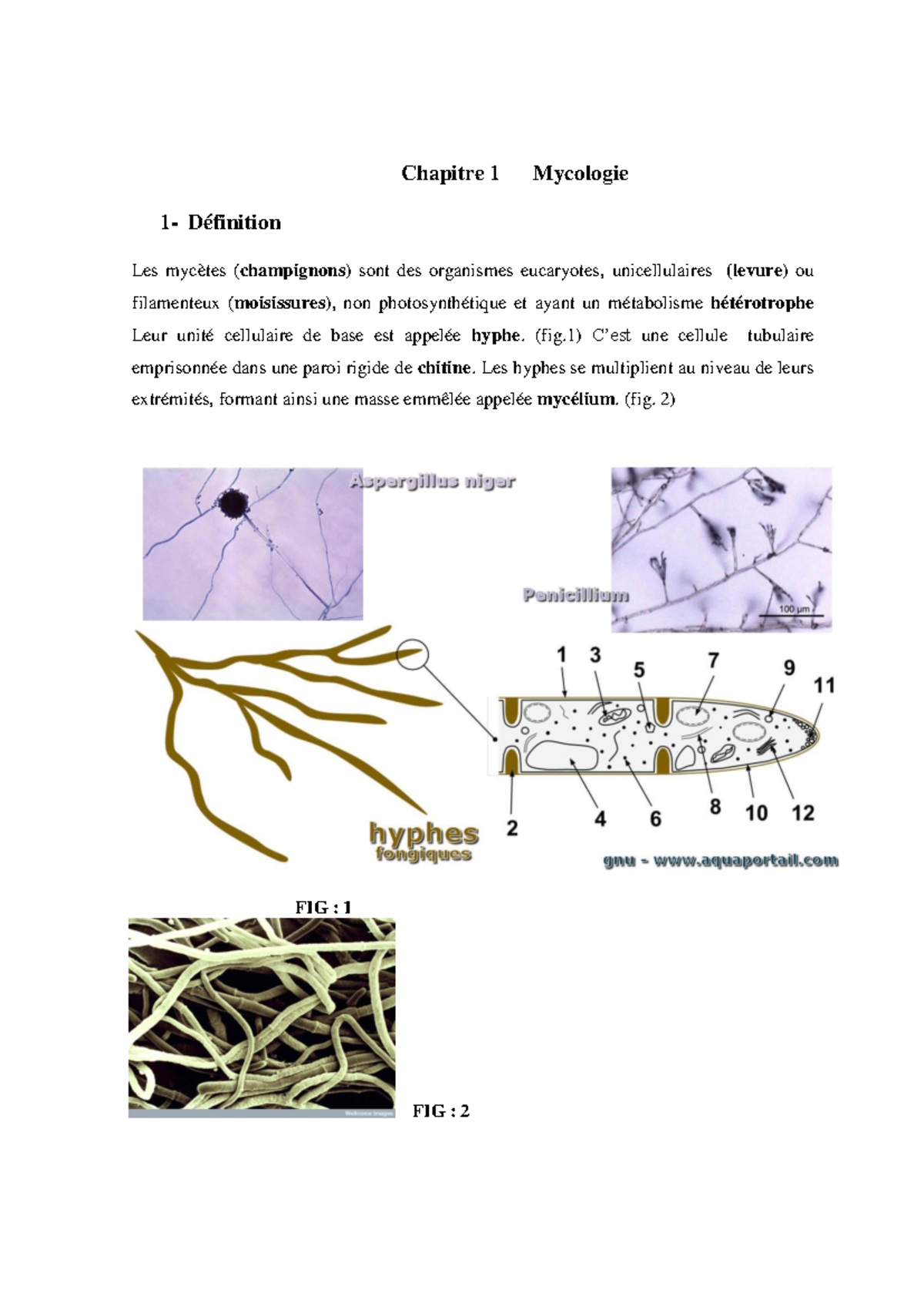 Mycologie- Algo -Viro 1 - Chapitre 1 Mycologie 1- Définition Les ...