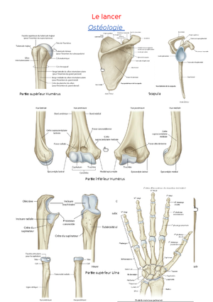 Fiches Bases Anatomiques - 22 octobre 2023 - I. La position anatomique ...