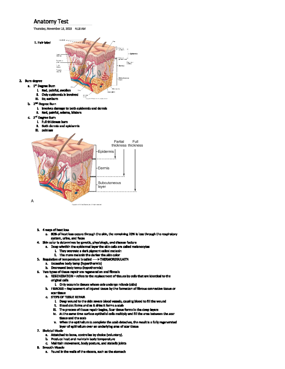 Anatomy Study Guide - BIO 220 - Studocu