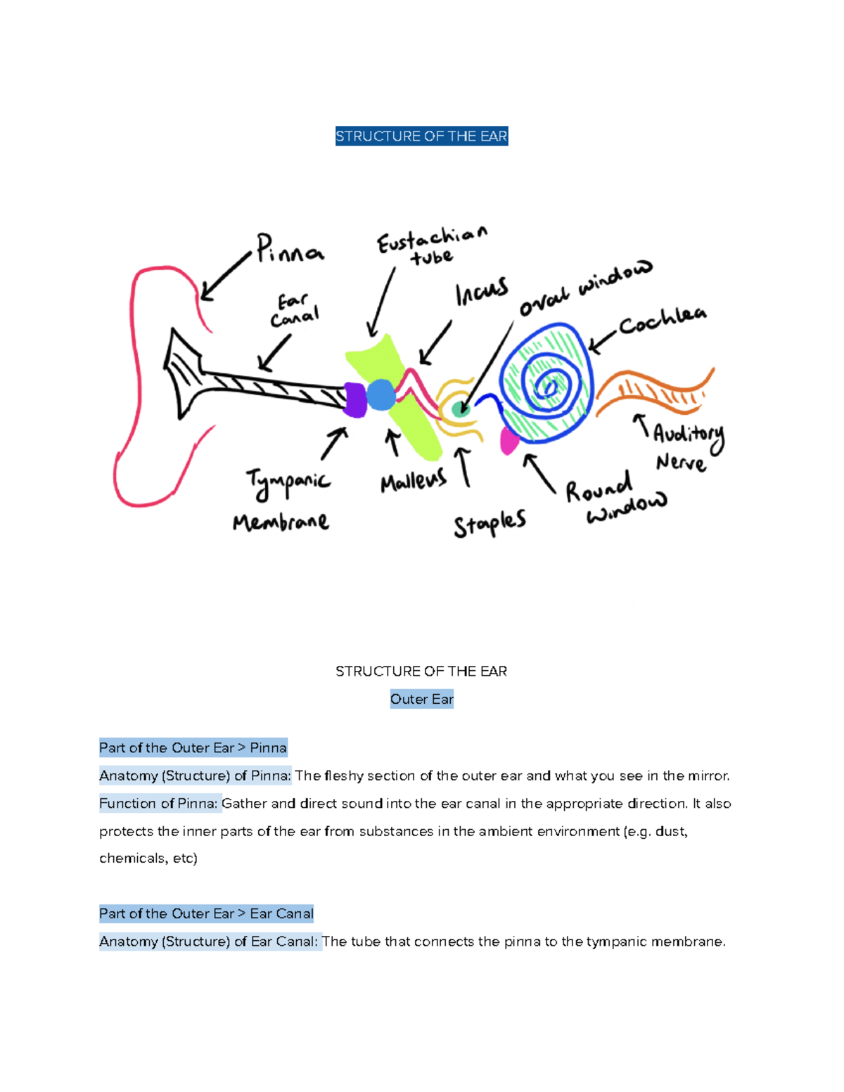 The ear - structure, disorders - STRUCTURE OF THE EAR STRUCTURE OF THE ...