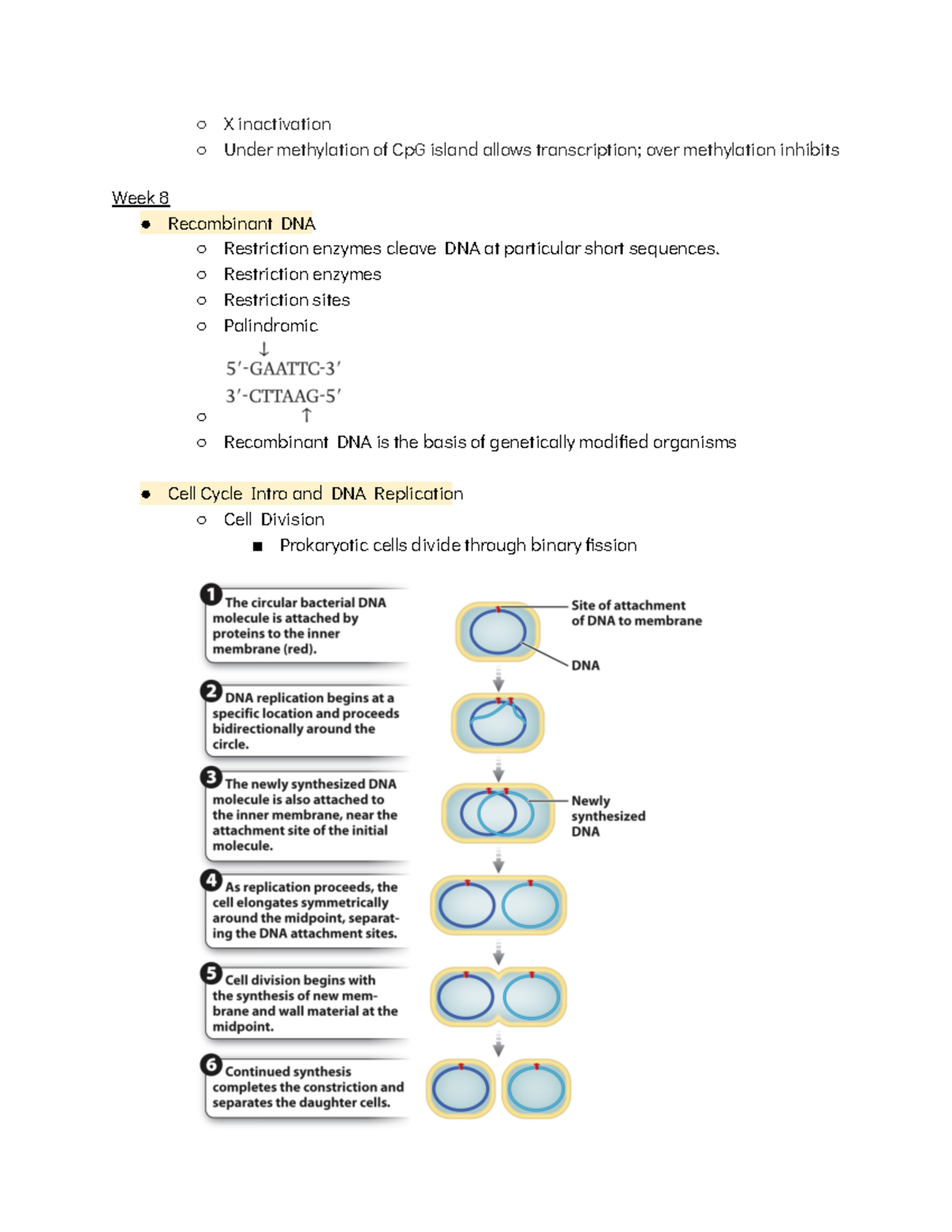 Lecture Cell Cycle Notes 5-9 - Studocu