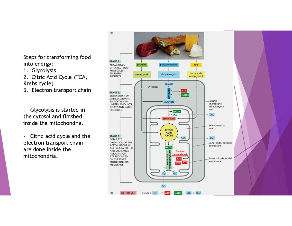 Glycolyse - how cells make energy - Steps for transforming food into ...