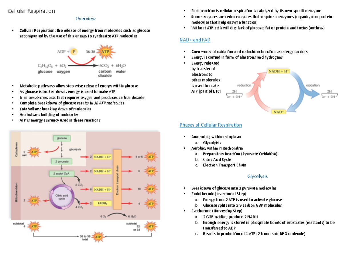 BIOL 1061 Test 4 - Cellular Respiration, Chromosomal Basis of ...