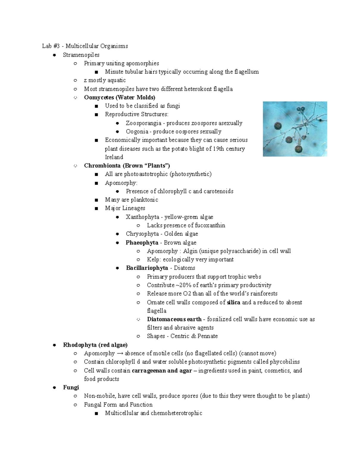BIOL 204 Lab Practical 2 - Lab #3 - Multicellular Organisms ...