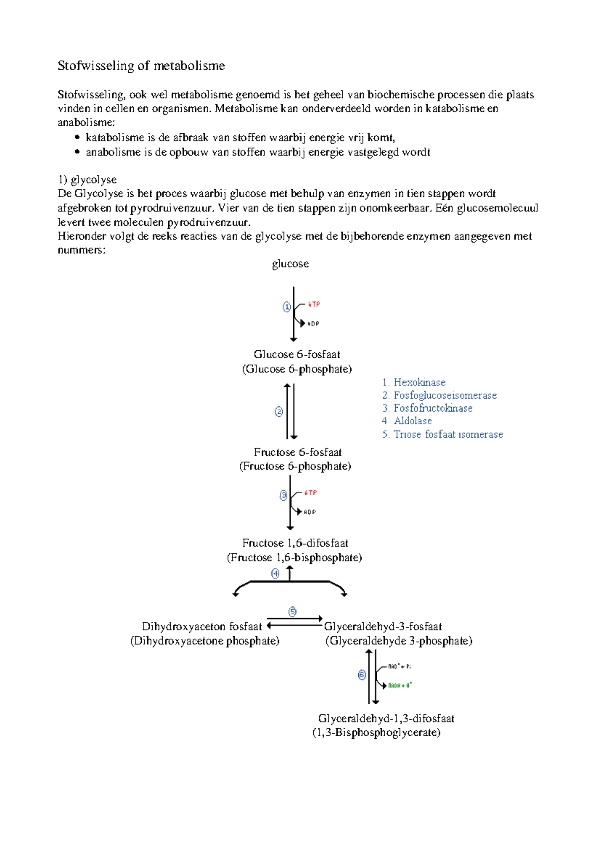 Stofwisseling of metabolisme - Stofwisseling of metabolisme ...