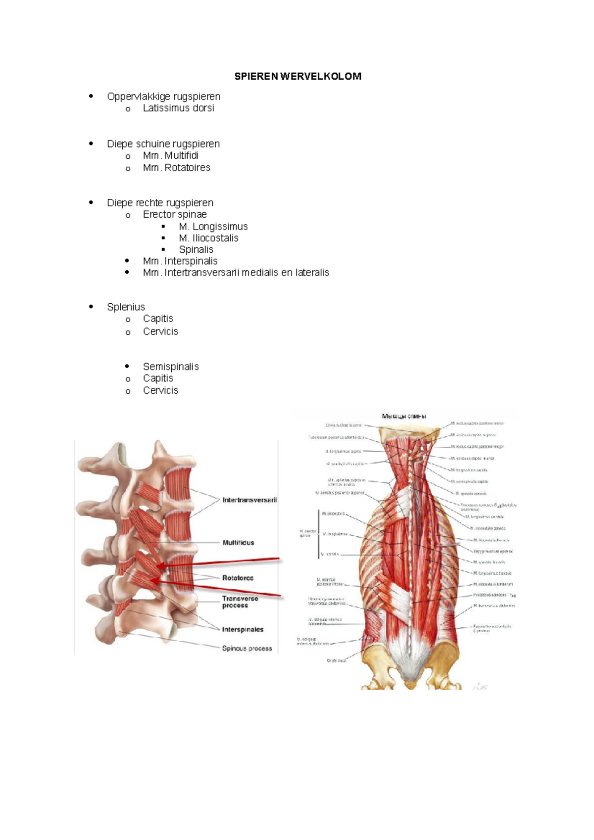 Voorbereiding Lambeets - SPIEREN WERVELKOLOM Oppervlakkige rugspieren o ...
