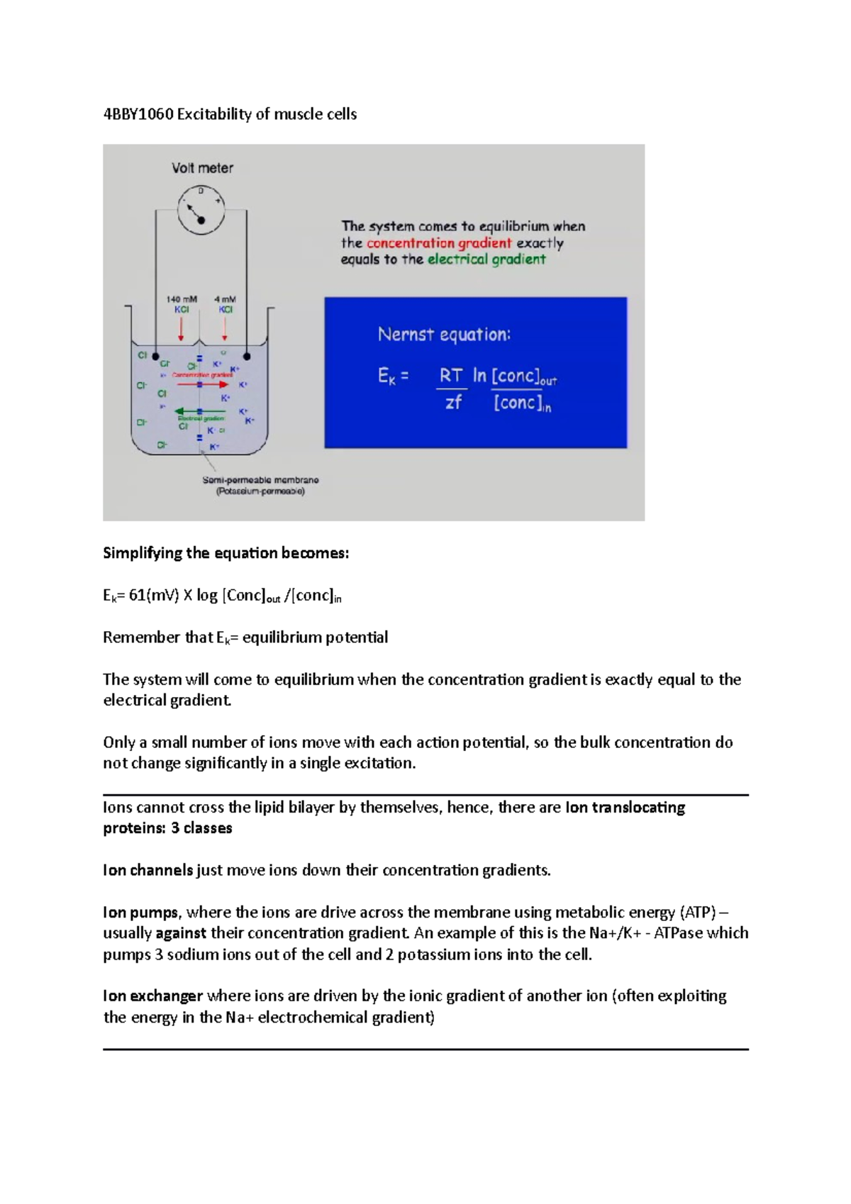 4bby1060-excitability-of-muscle-cells-4bby1060-excitability-of-muscle