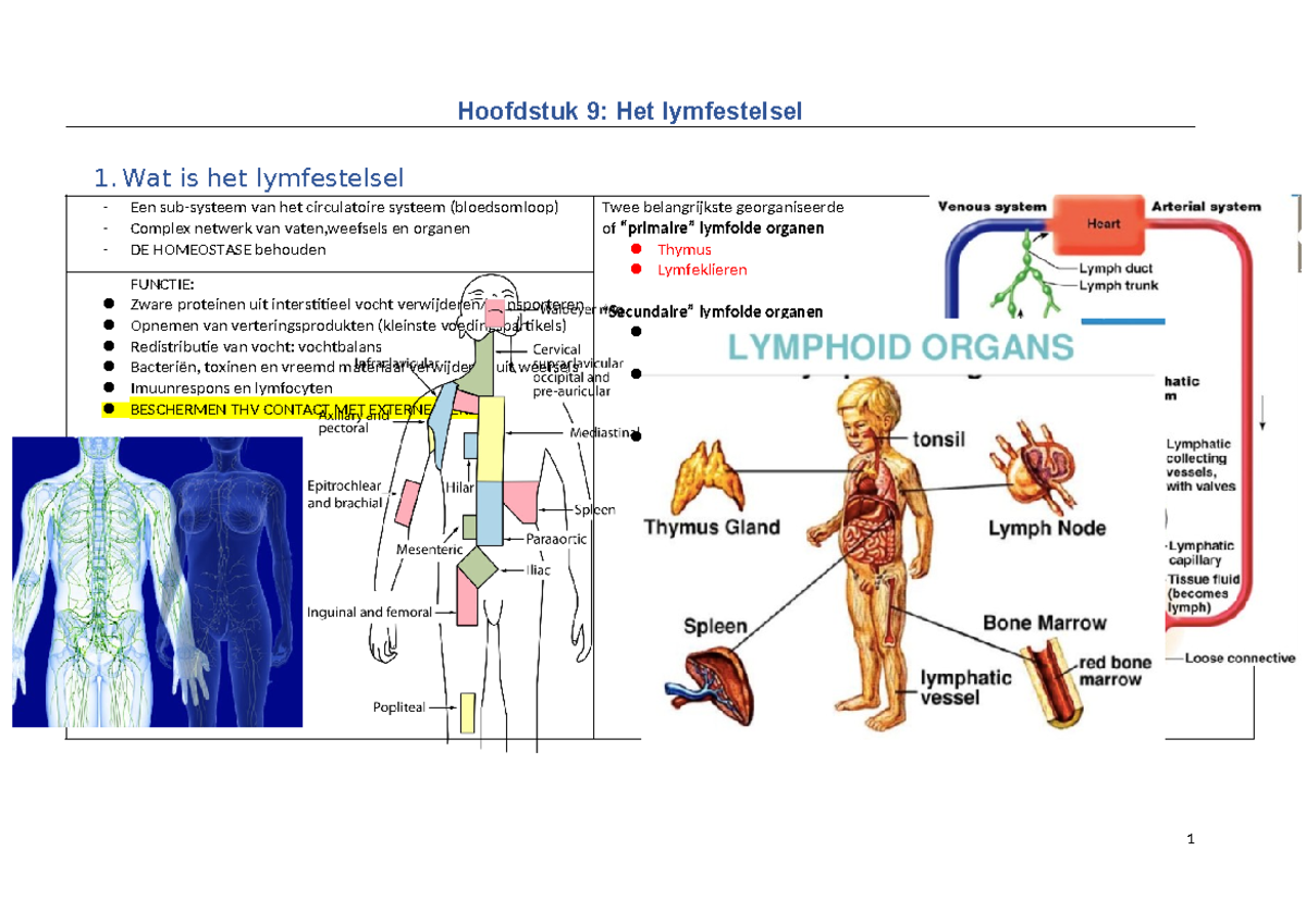 Les 9 - lymfesysteem - /// - Hoofdstuk 9: Het lymfestelsel 1. Wat is ...