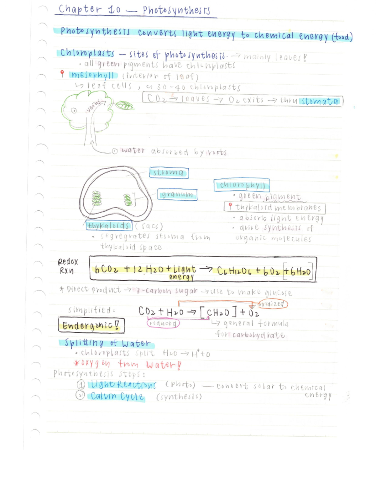 Chapt 10 notes - Photosynthesis - BIOL_SCI 201 - Studocu