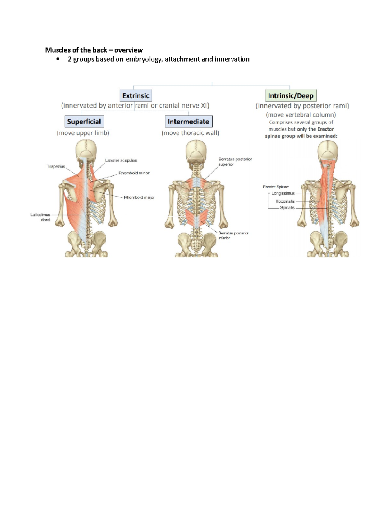 2. Superficial and intermediate extrinsic muscles of the back - Muscles ...