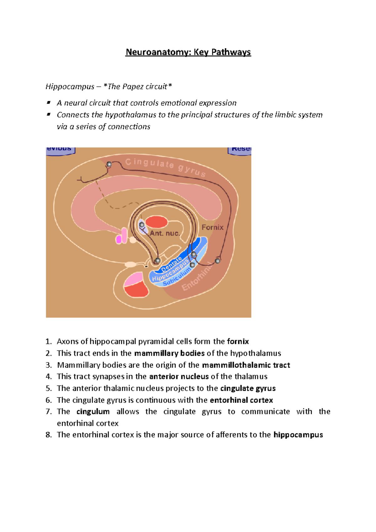 Neuroanatomy - Key Pathways of principal structures - Neuroanatomy: Key ...