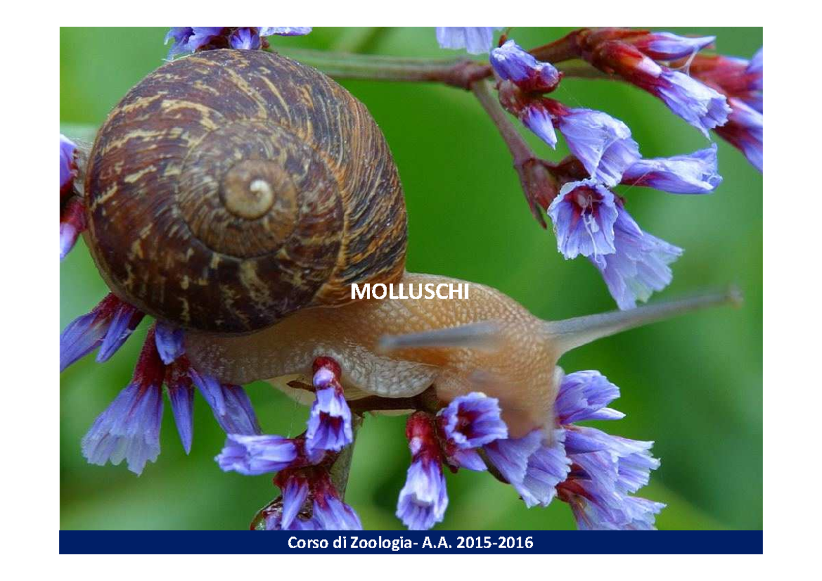 9-Molluschi Gasteropodi - 2 MOLLUSCHI Corso di Zoologia- A. 2015 ...