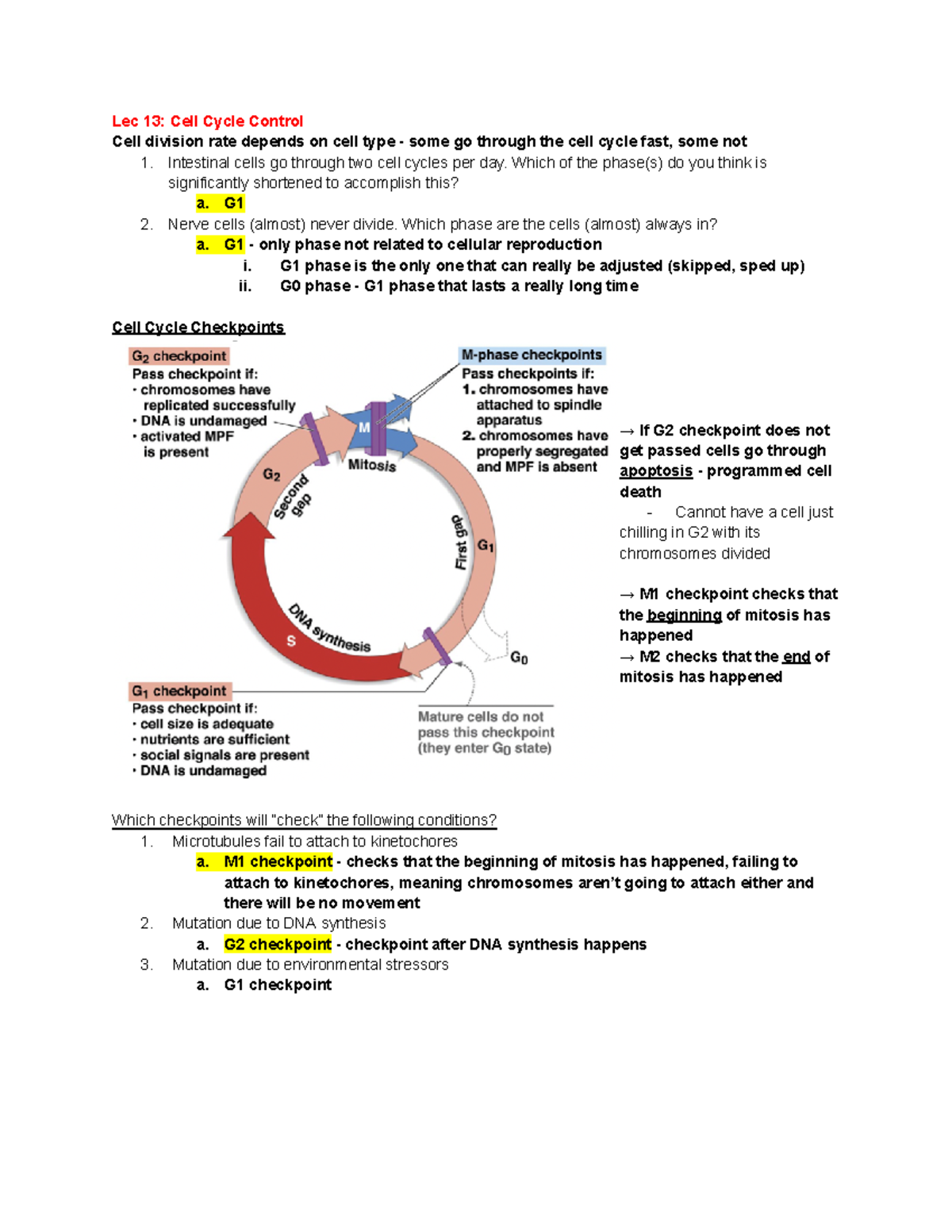 Lec 13 Cell Cycle Control - Lec 13: Cell Cycle Control Cell division ...