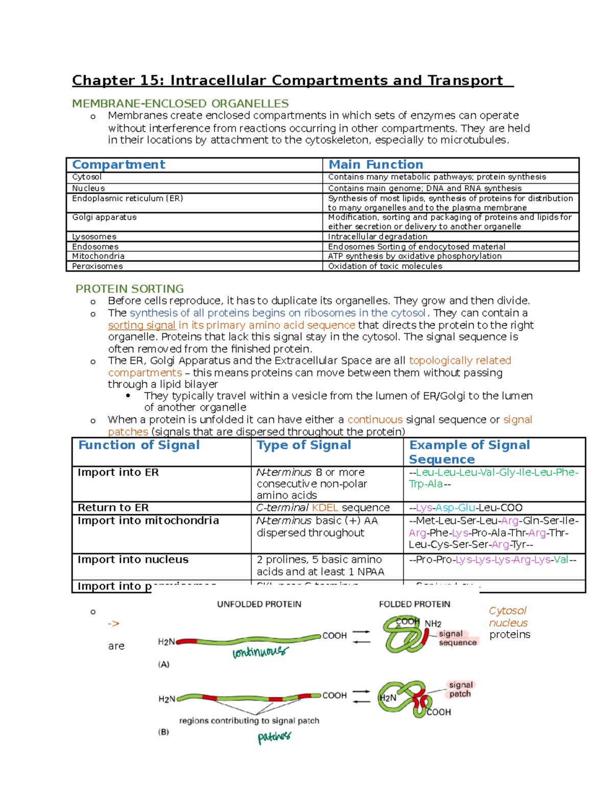 Cell Bio Exam 2 Notes - Chapter 15: Intracellular Compartments and ...