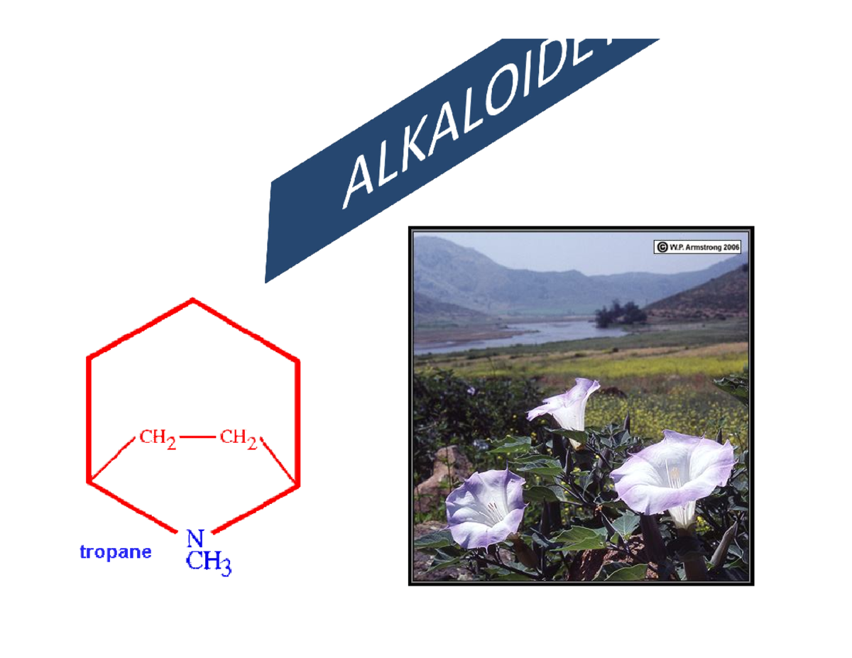 Alkaloidet - Para 3000 viteve si pije ose helme. Opiumi (greq) nga ...