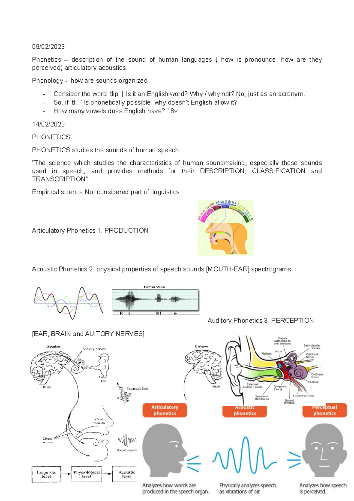 Phonetics - 09/02/ Phonetics – description of the sound of human ...