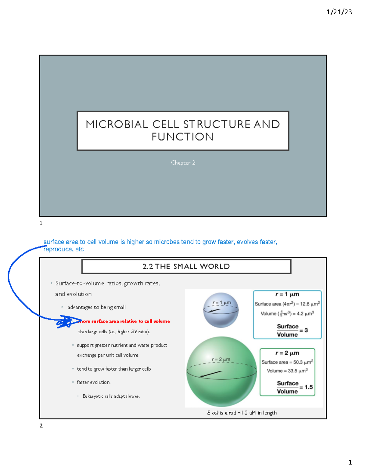 SP23 module 2 first lecture - MICROBIAL CELL STRUCTURE AND FUNCTION ...