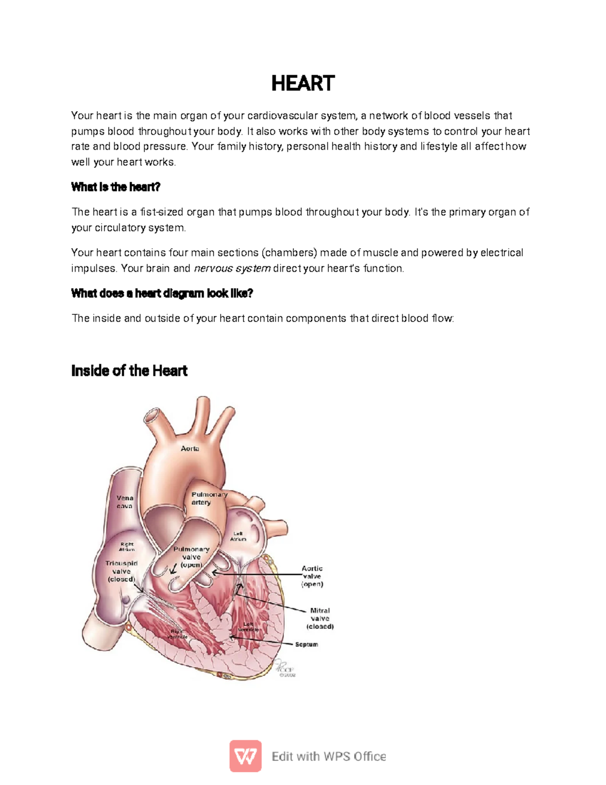 A detailed discription of human heart - HEART Your heart is the main ...