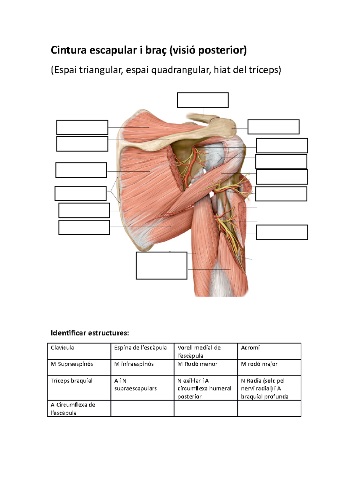 Anatomia topogràfica cintura escapular i membre superior - Cintura ...