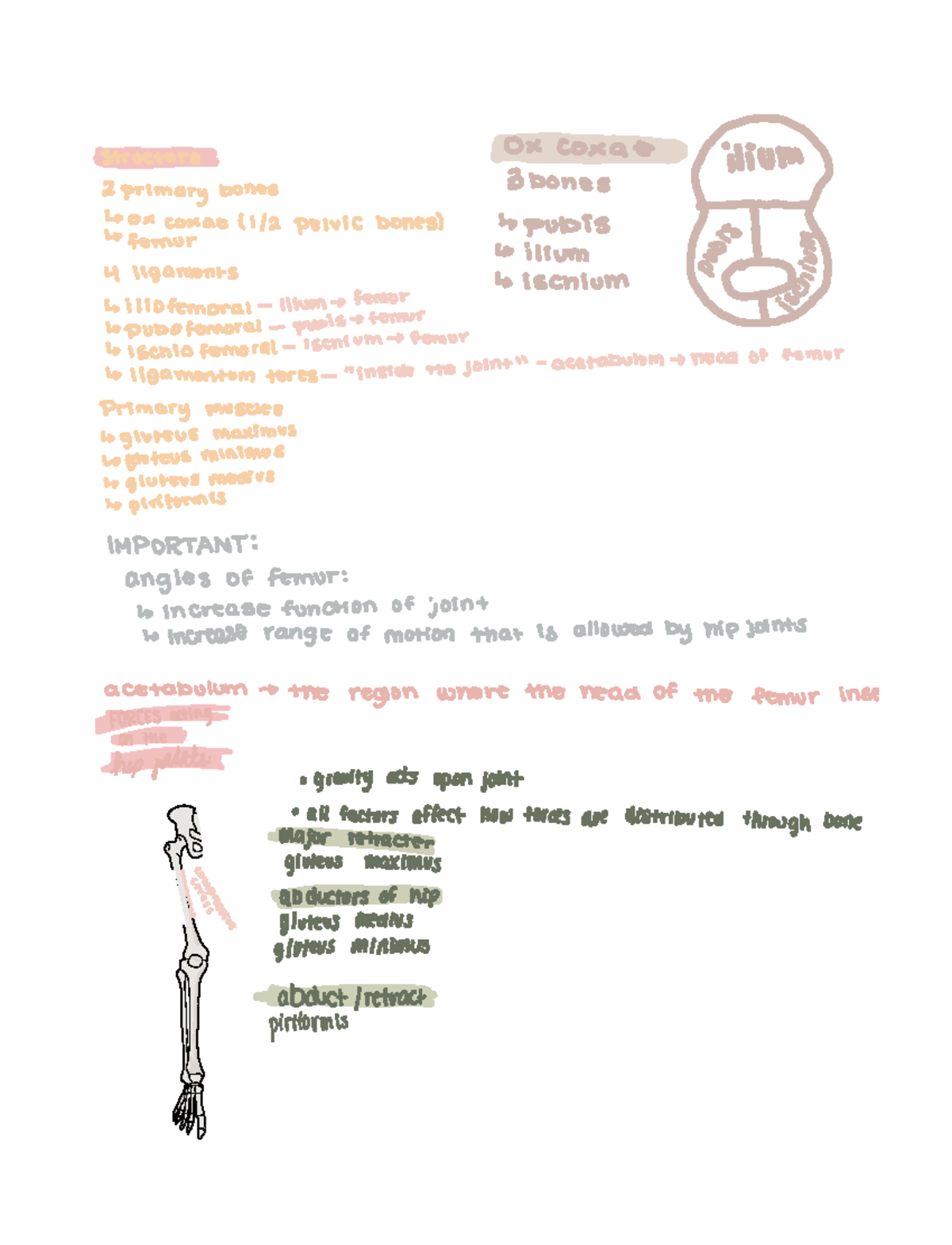 Lower Limb Notes - Lecture 1 Hip Joint Structure 2 primary bones 3 ...