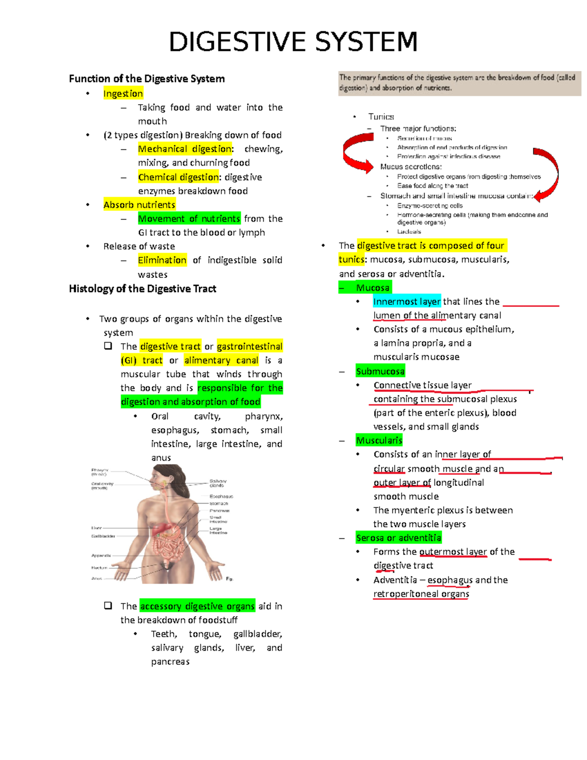 Digestive System - Notesss - DIGESTIVE SYSTEM Function of the Digestive ...