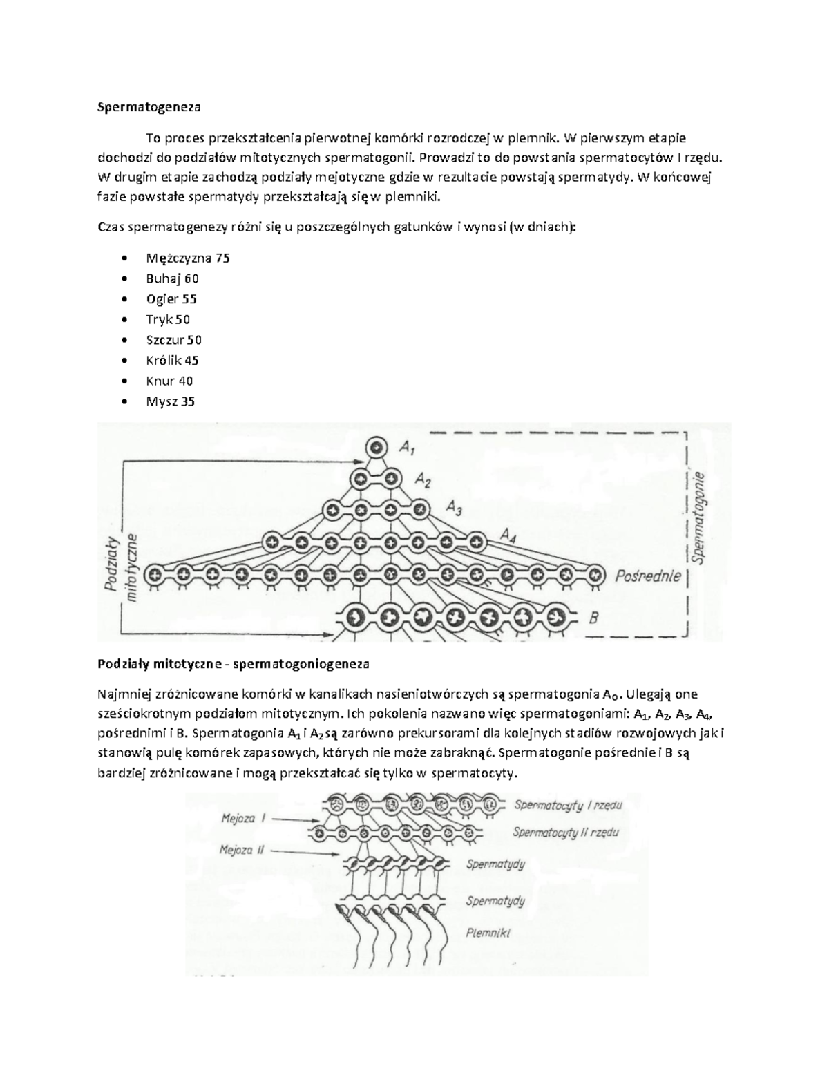Spermiogeneza, spermatogeneza i oogeneza - Spermatogeneza To proĐes ...