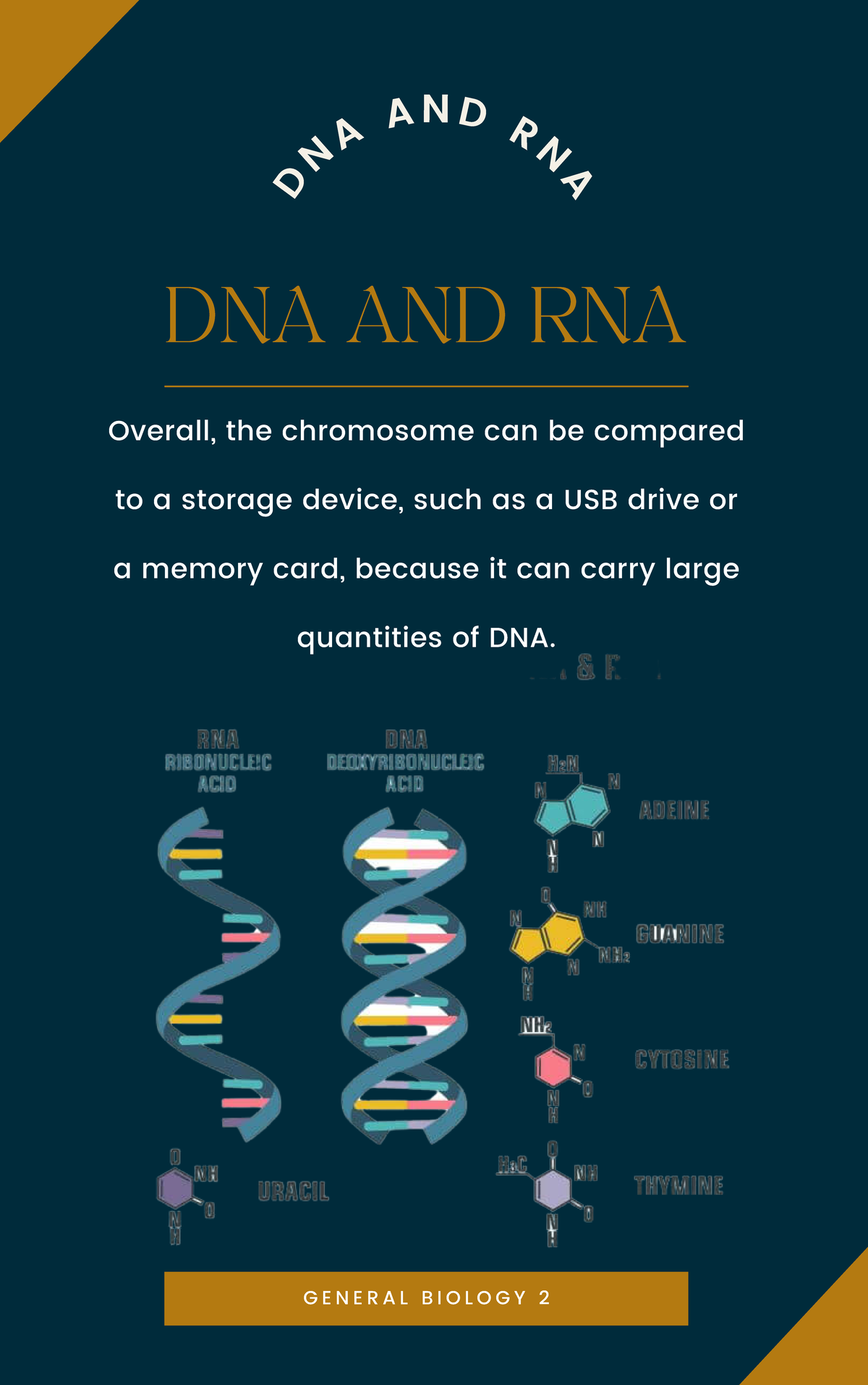 Ribonucleic acid - health assessment - G E N E R A L B I O L O G Y 2 Overall, the chromosome can ...