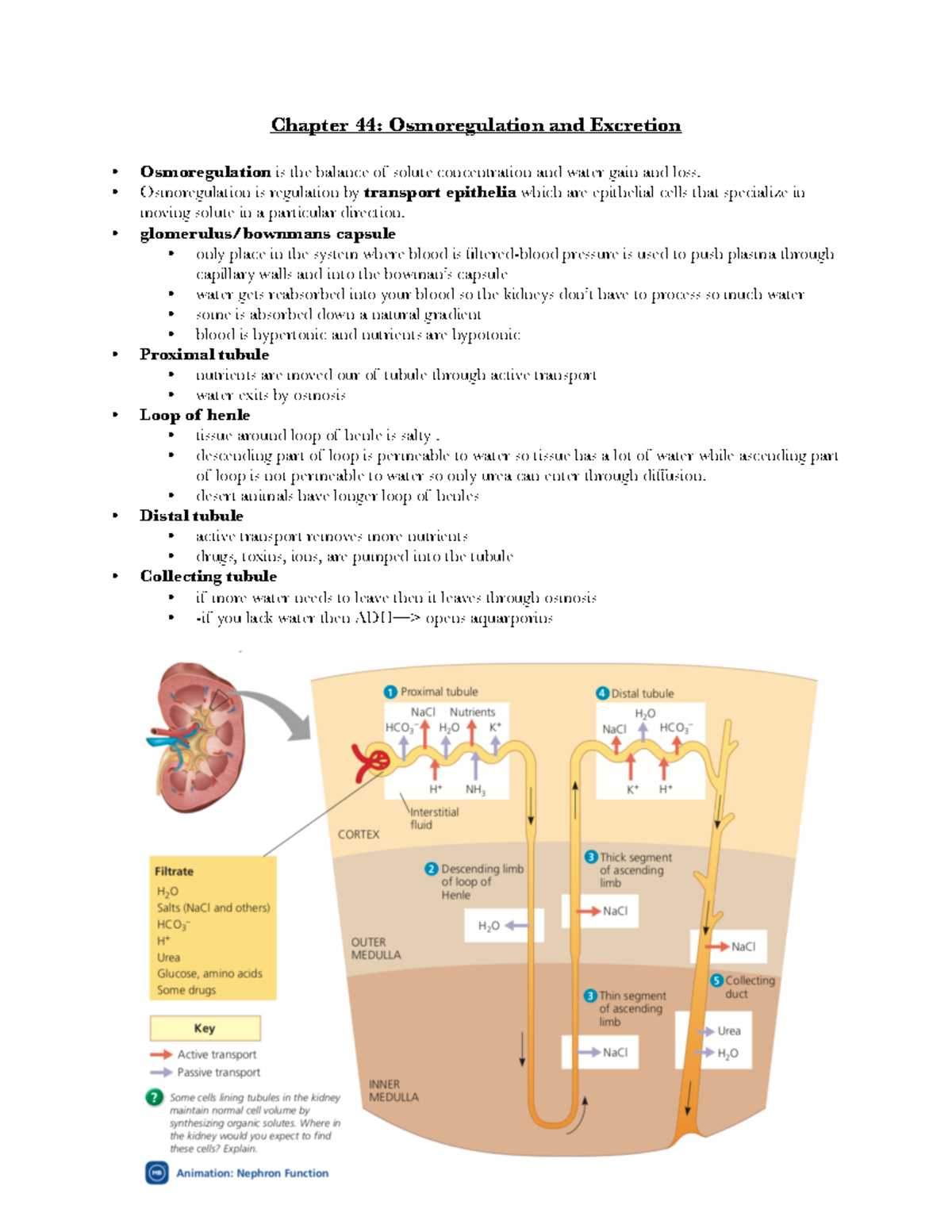 Bio 2010 chapter 44 osmoregulation and kidney - Chapter 44 ...