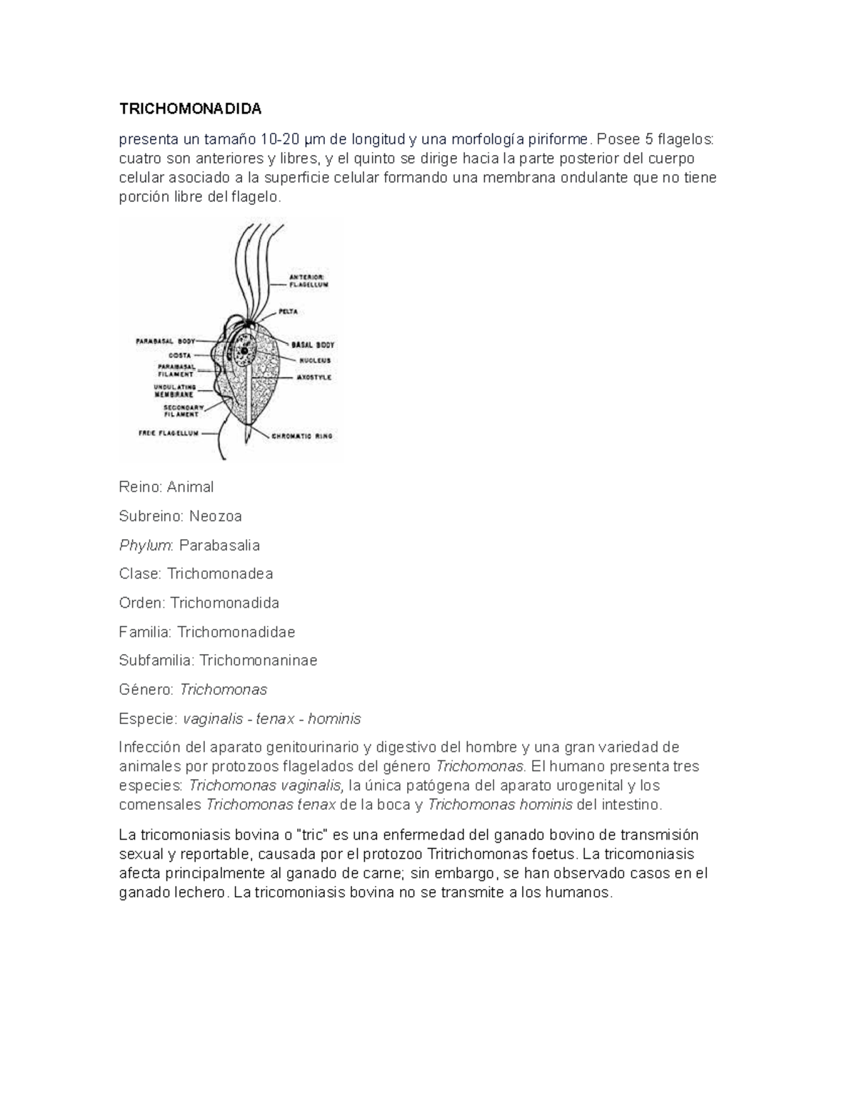 Trichomonadida - asgtqer - TRICHOMONADIDA presenta un tamaño 10-20 μm ...