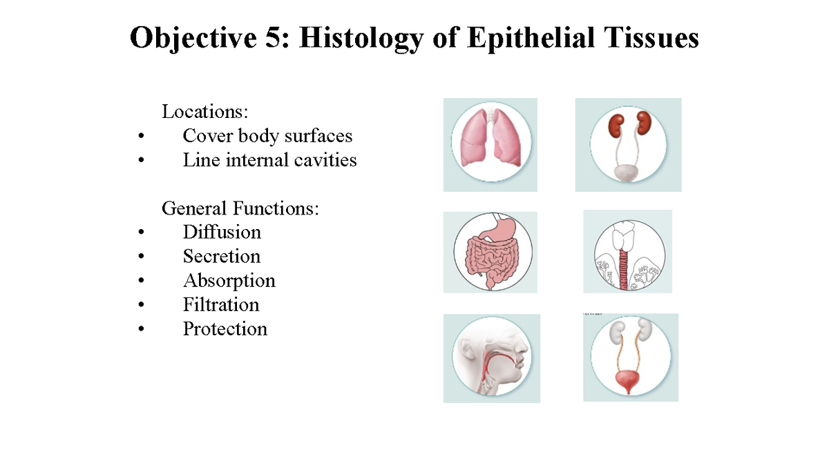 Histology and tissue slides - Objective 5: Histology of Epithelial ...