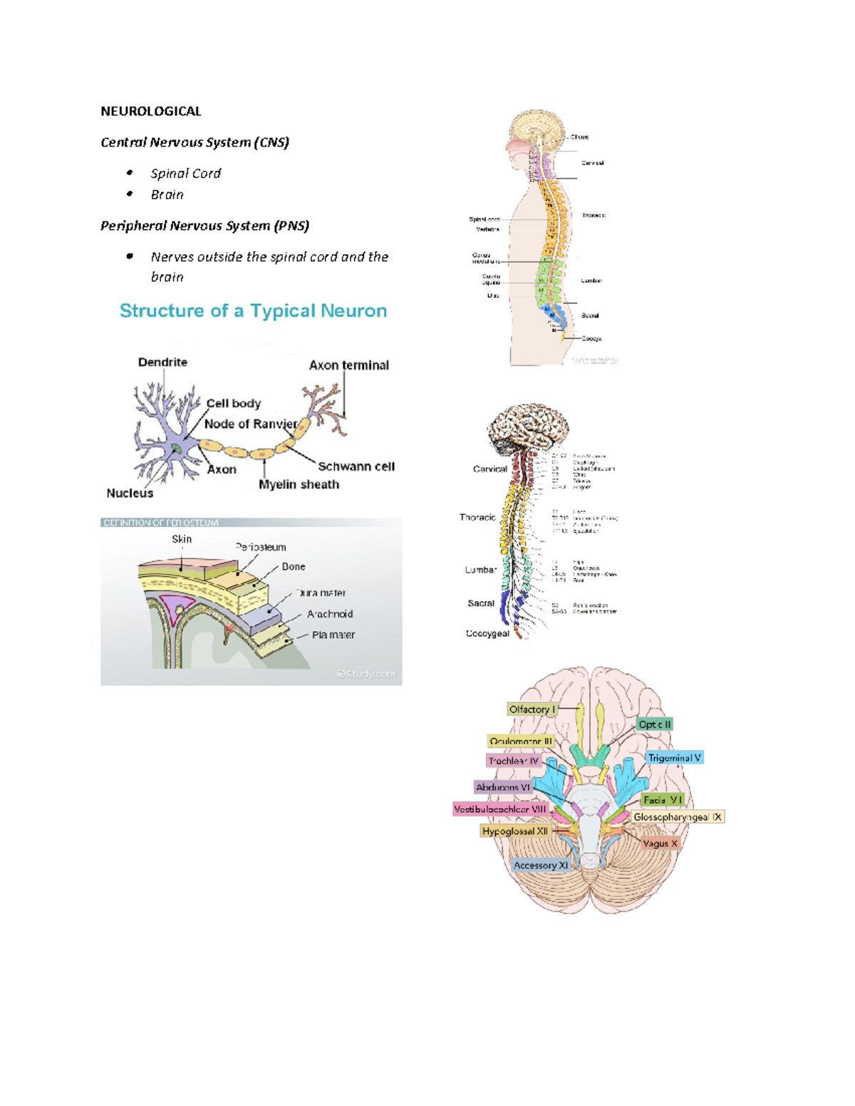 NEUROLOGICAL AND FUNCTION OF THE MUSCUSKELETAL SYSTEM - NEUROLOGICAL ...