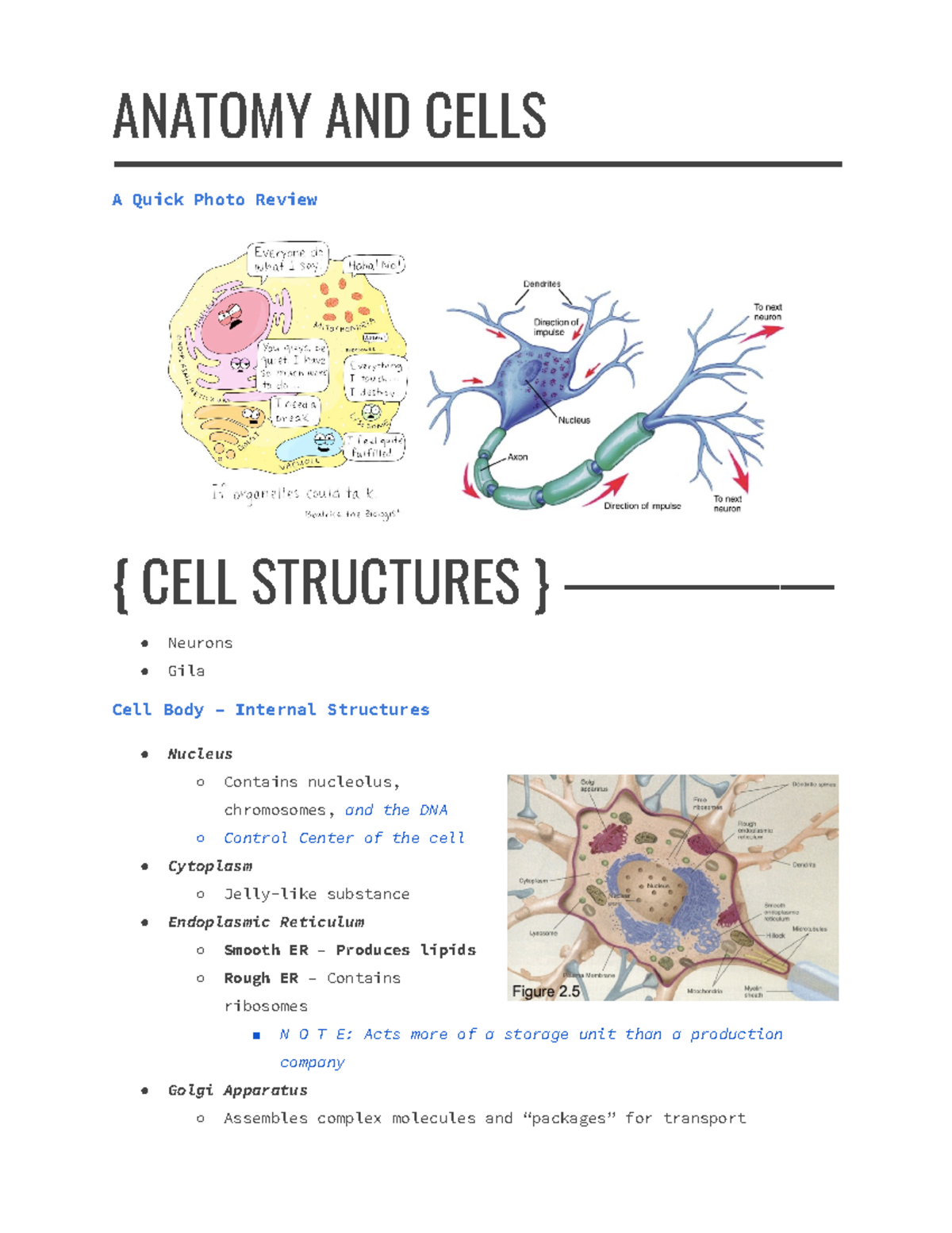 Anatomy and Cells - ANATOMY AND CELLS A Quick Photo Review { CELL ...