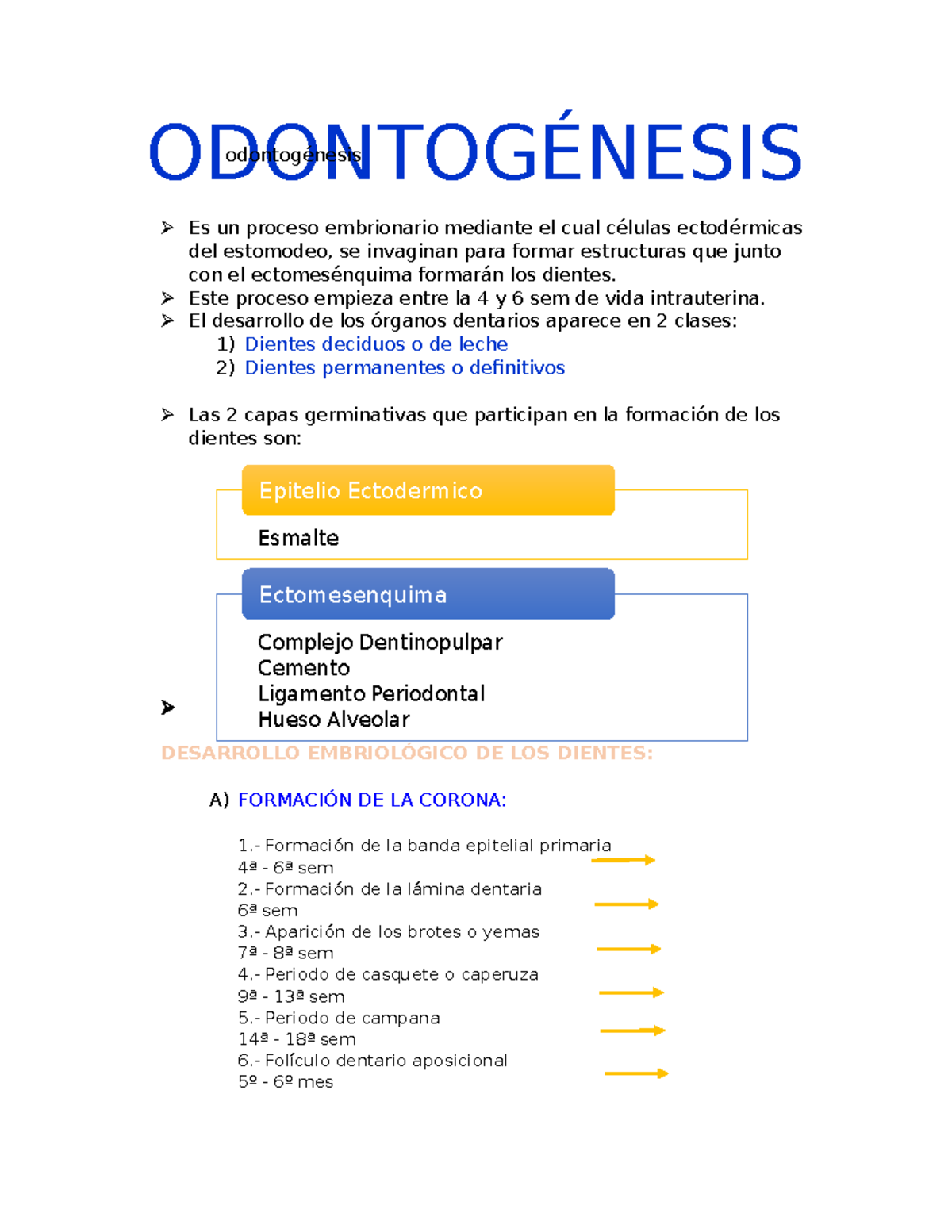 Resumen de Odontogénesis - ODONTOGÉNESIS Es un proceso embrionario ...