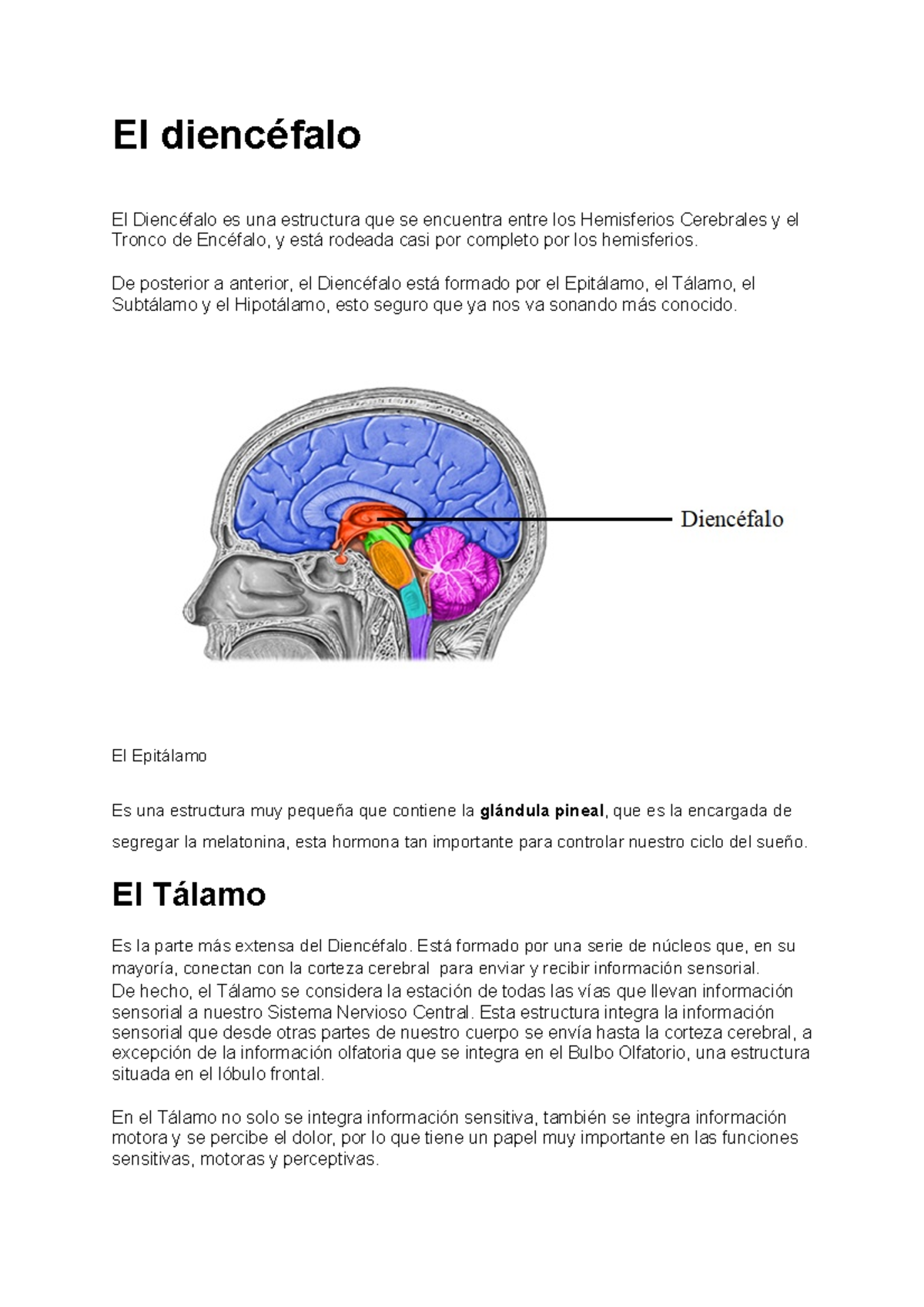 El diencéfalo - El diencéfalo El Diencéfalo es una estructura que se ...