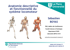 Anatomie descriptive et fonctionnelle du système locomoteur - Anatomie ...