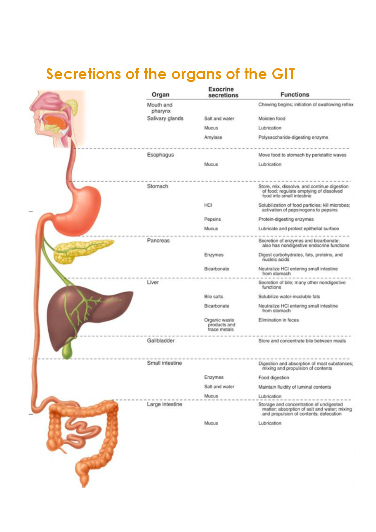 Secretions of the organs of the GIT - Foundations of Medicine 4 ...