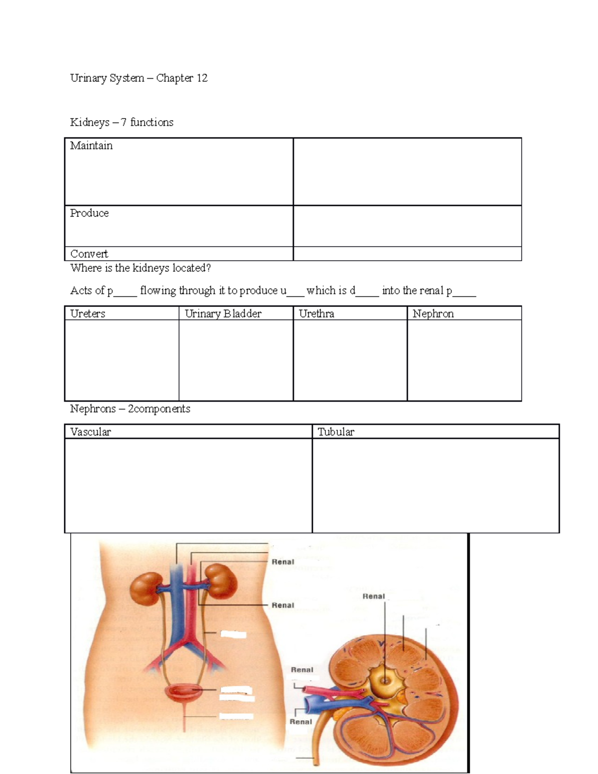 Urinary System - Studocu