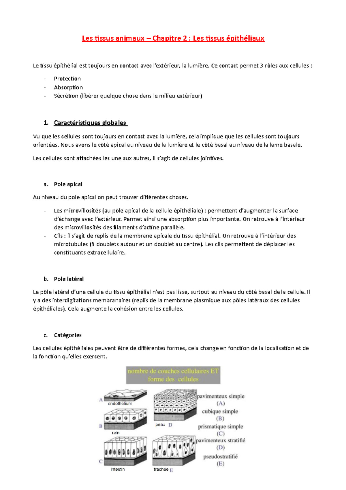 Cours 5 Tissu Epithelial - Les tissus animaux – Chapitre 2 : Les tissus ...