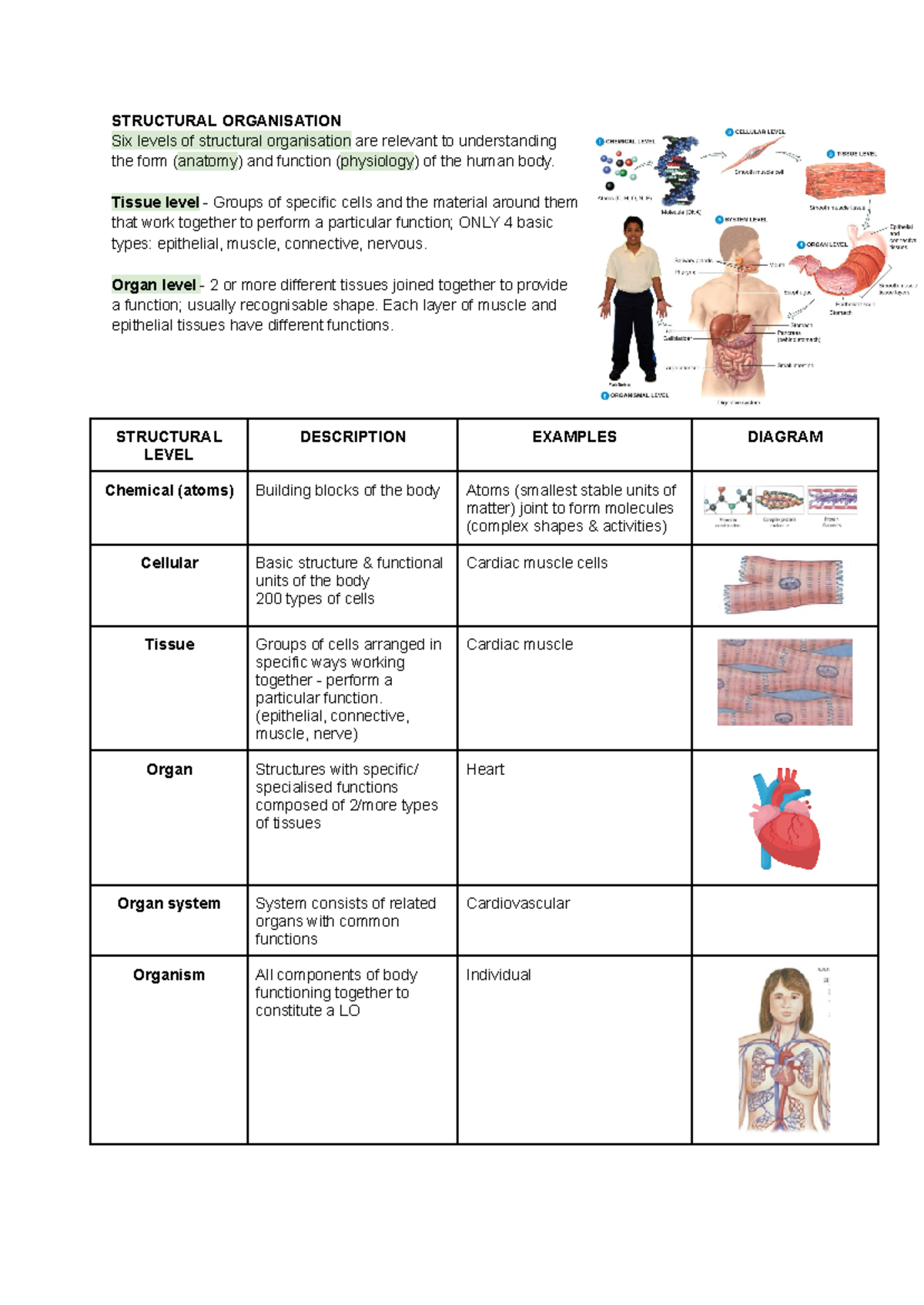 Lecture 1 - Organisation of the Human Body - STRUCTURAL ORGANISATION ...