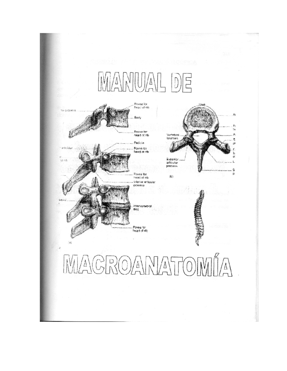 Manuel DE Laboratorio 1 DE Anatomía - MANUAL DE Fovera for Smak head of ...