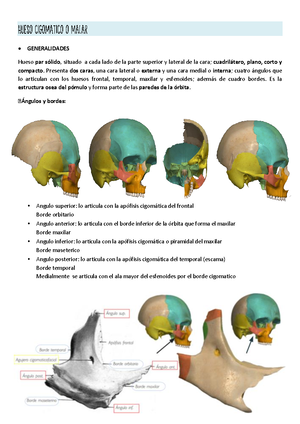 Cuello - anatomia - Anatomía Normal - UNT - Studocu