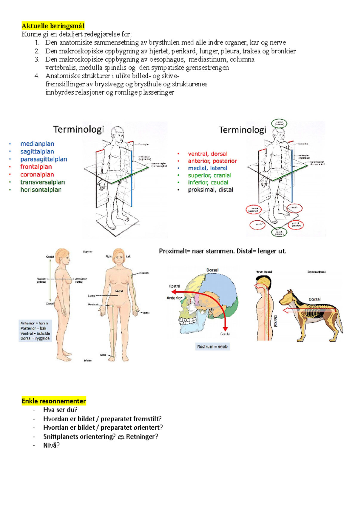 2D og 3D-bilde fremstilling av thorax anatomi, terminologi - Aktuelle ...