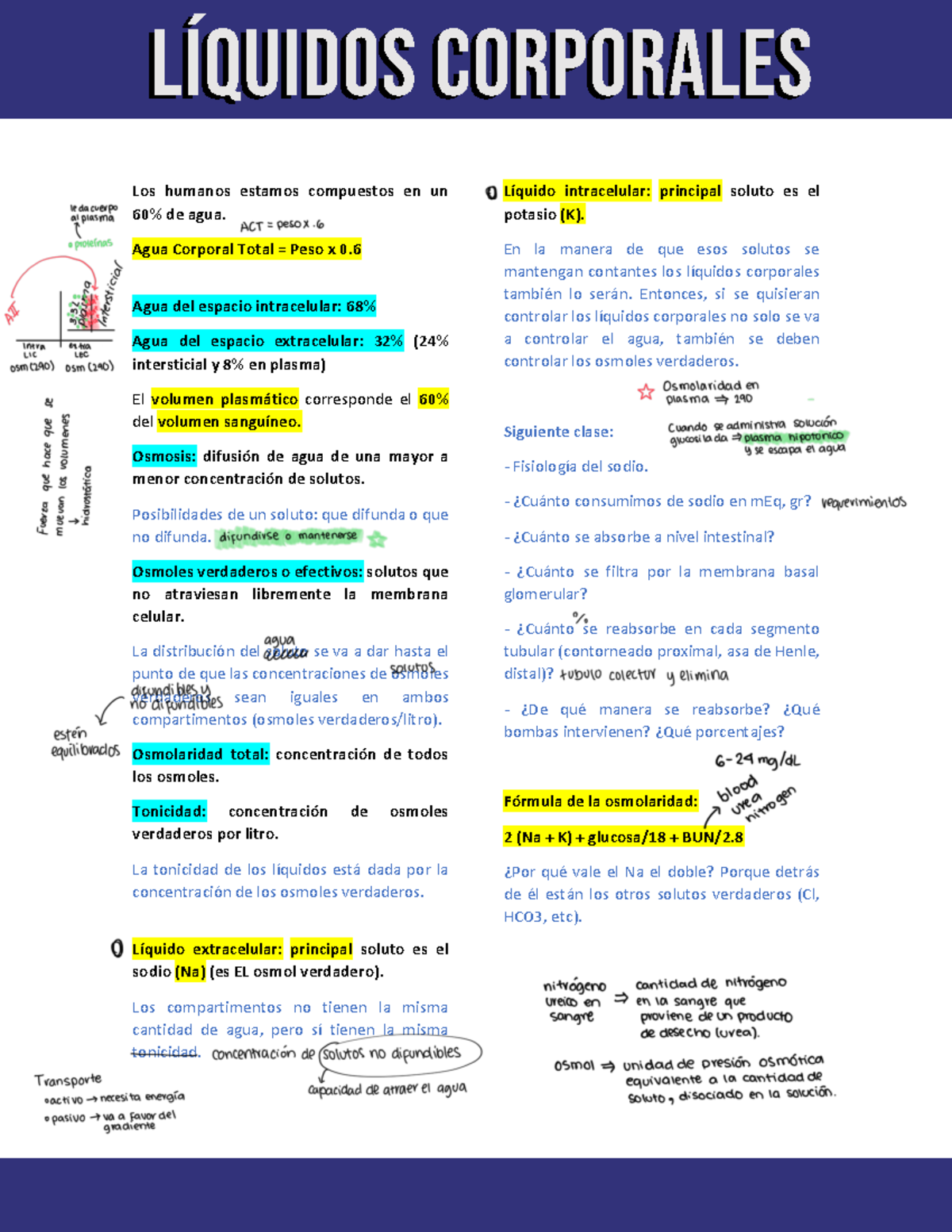 5. Líquidos Corporales - Los humanos estamos compuestos en un 60% de ...
